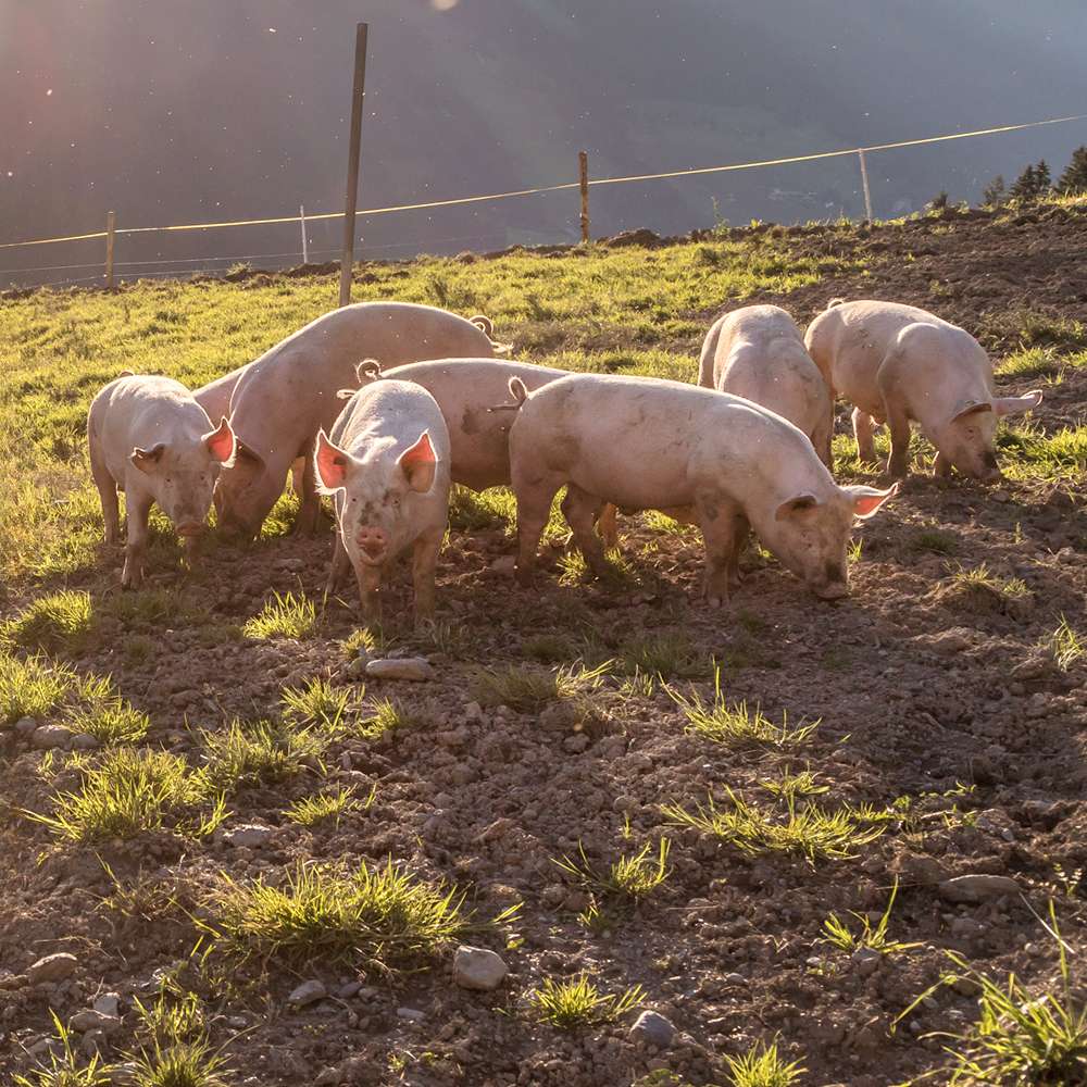 Natural and Organic Meat - Applegate